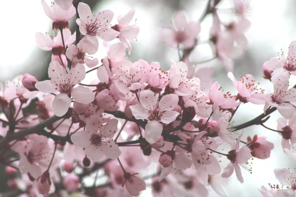Cherry Tree Growth Rate in Home Orchards and Parks