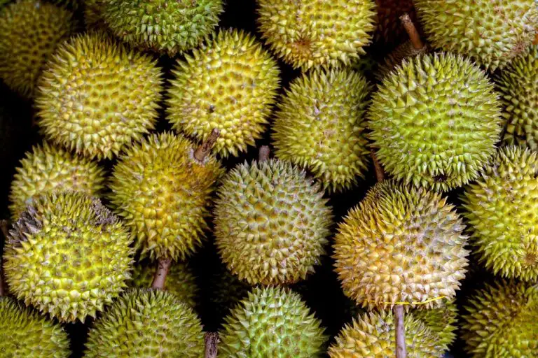 Durian Tree Growth Rate and Fruit Yield Projections