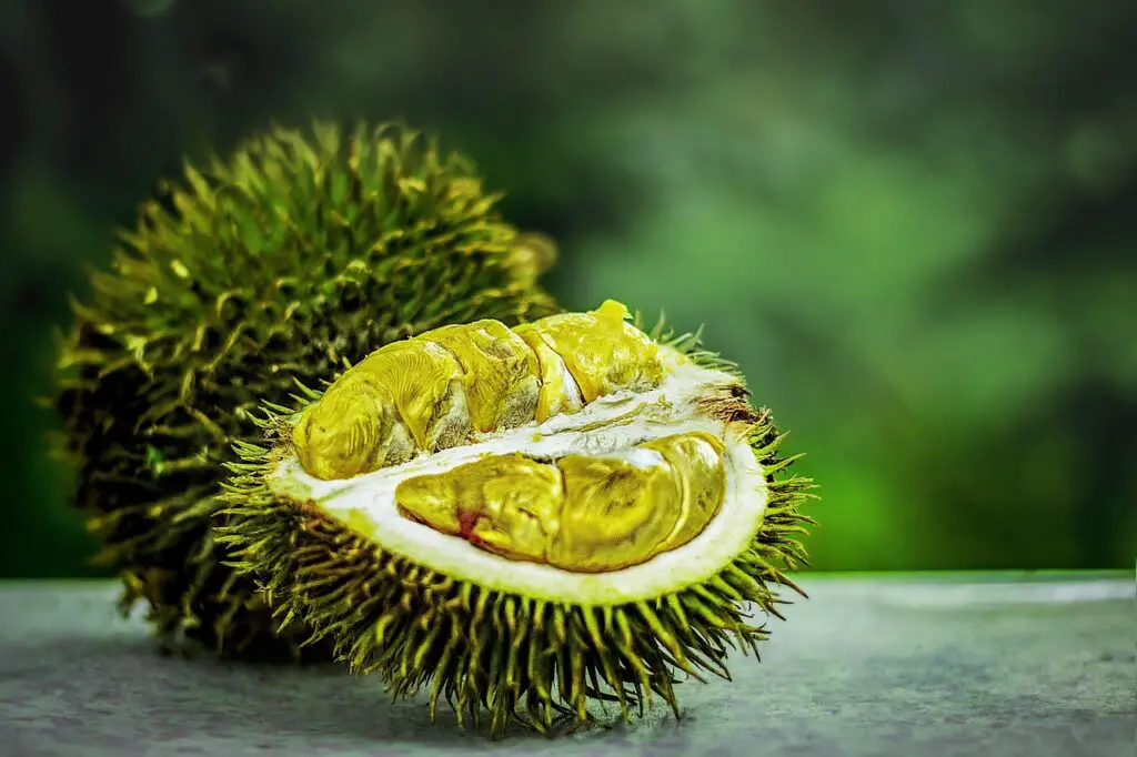 Durian Tree Growth Rate and Fruit Yield Projections