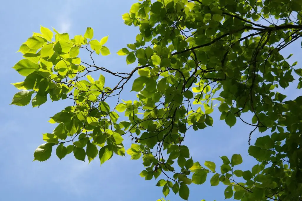 Drake Elm Tree Growth Rate and Pruning Recommendations