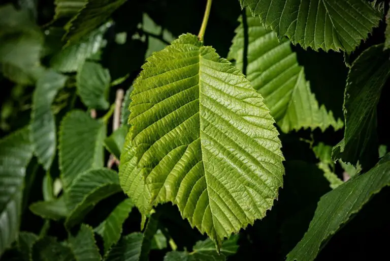 Drake Elm Tree Growth Rate and Pruning Recommendations