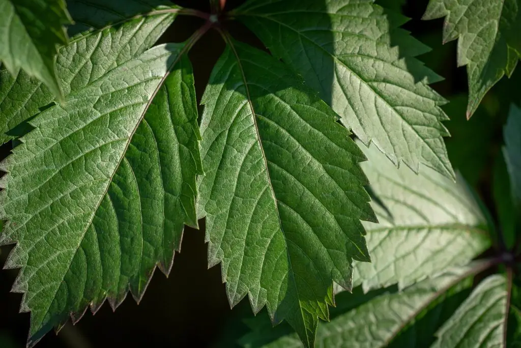 Drake Elm Tree Growth Rate and Pruning Recommendations