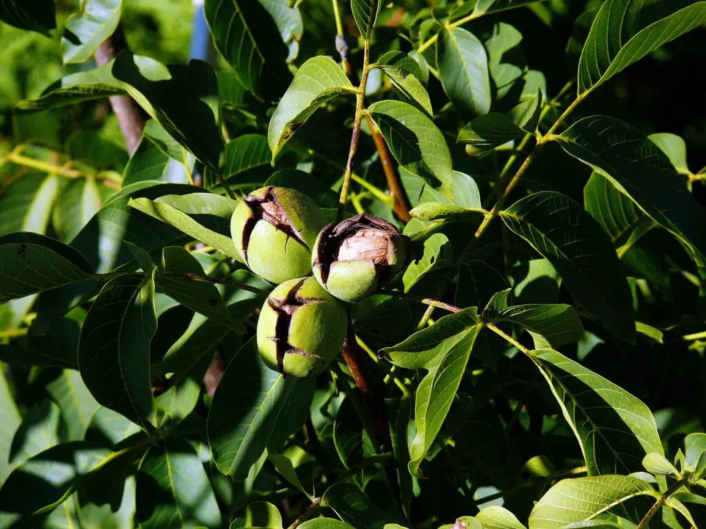 English Walnut Tree Growth Rate and Nut Yield Potential