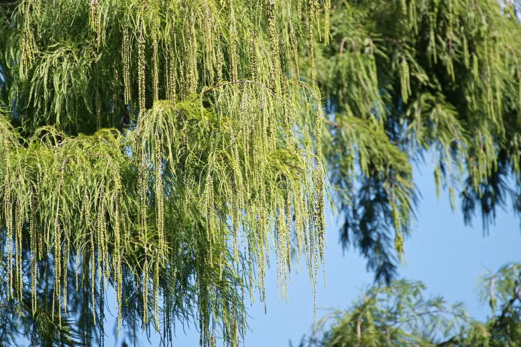 Fringe Tree Growth Rate and Ornamental Flower Benefits