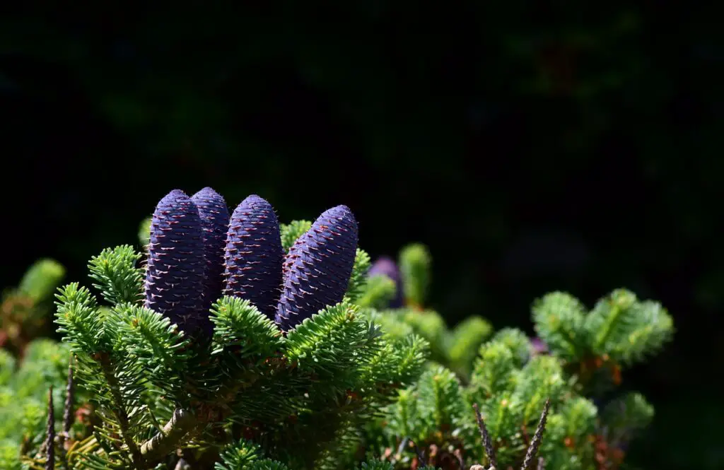 Fir Tree Growth Rate in Forest and Urban Landscapes