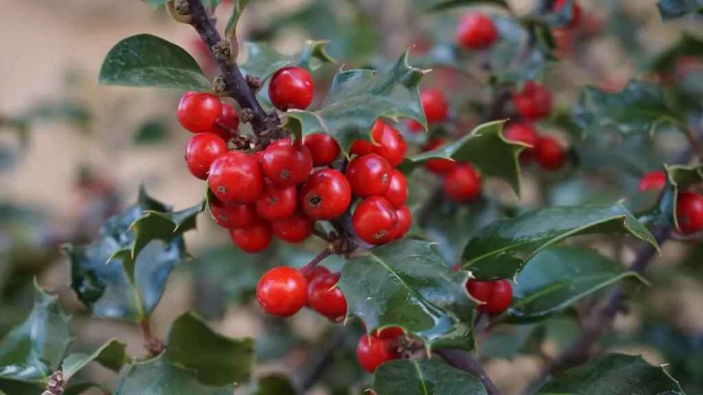 Holly Tree Growth Rate for Year-Round Green Boundaries