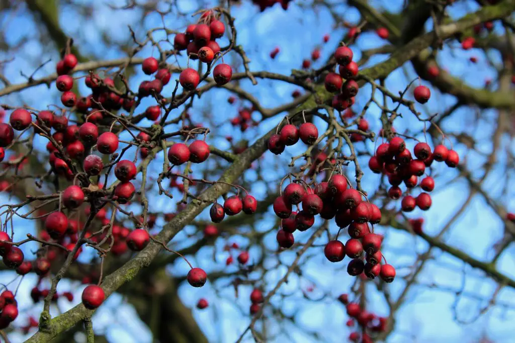 Hawthorn Tree Growth Rate for Wildlife and Hedges