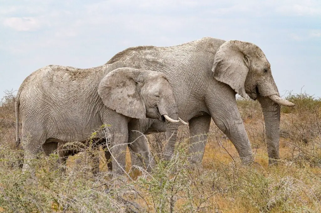 Ivory Curl Tree Growth Rate in Australian Landscapes