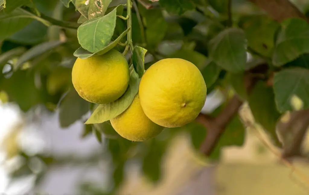 Lemon Tree Growth Rate for Fast Citrus Yields