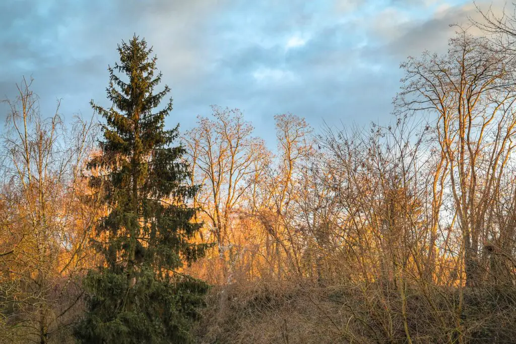 Norway Spruce Tree Growth Rate for Christmas Farms