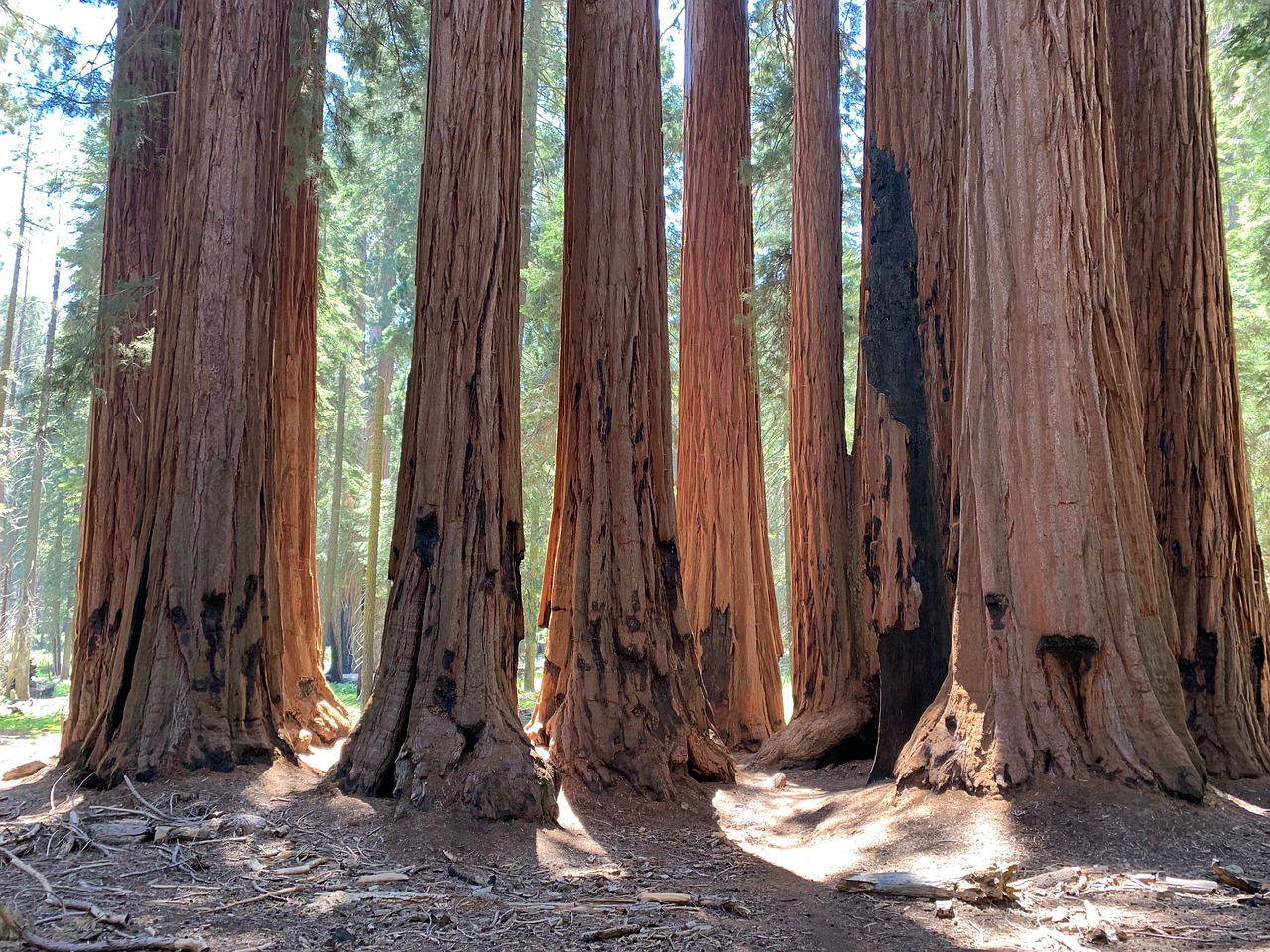 Redwood Tree Growth Rate for Giant Ancient Forests