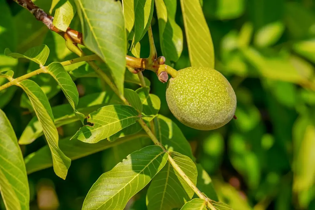 Unlocking the Secrets to Fast-Tracking Walnut Trees: Maximizing Timber ...