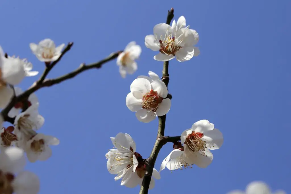 Plum Tree Pruning Diagram for Proper Shaping Techniques
