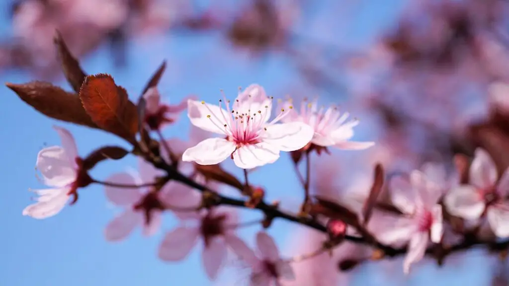 Cherry Tree Pruning Diagram for Proper Seasonal Care