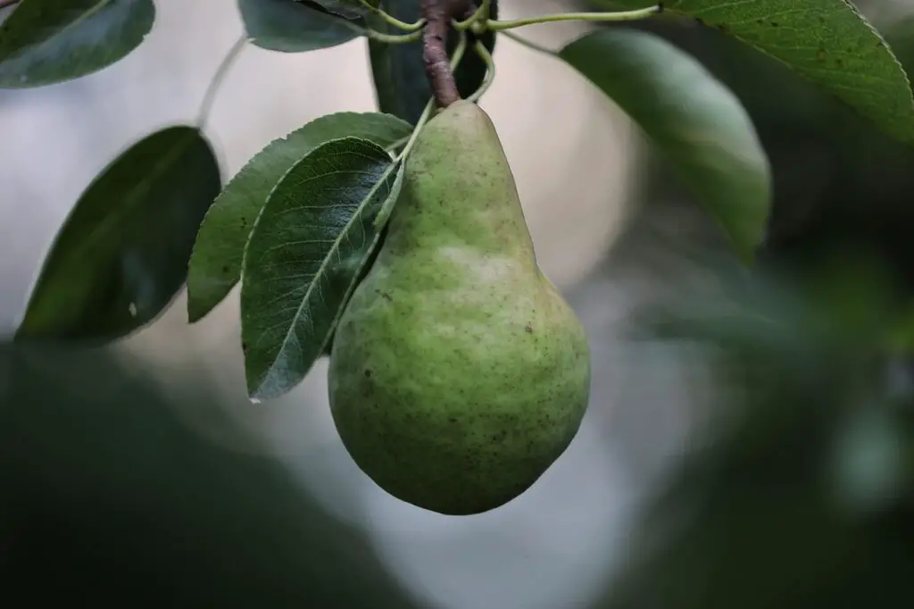 Pear Tree Pruning Diagram for Seasonal Fruit Growth