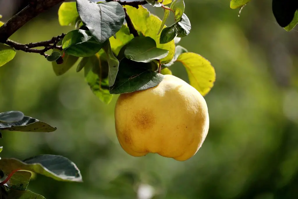 Quince Tree Pruning Techniques for Fruitful Growth