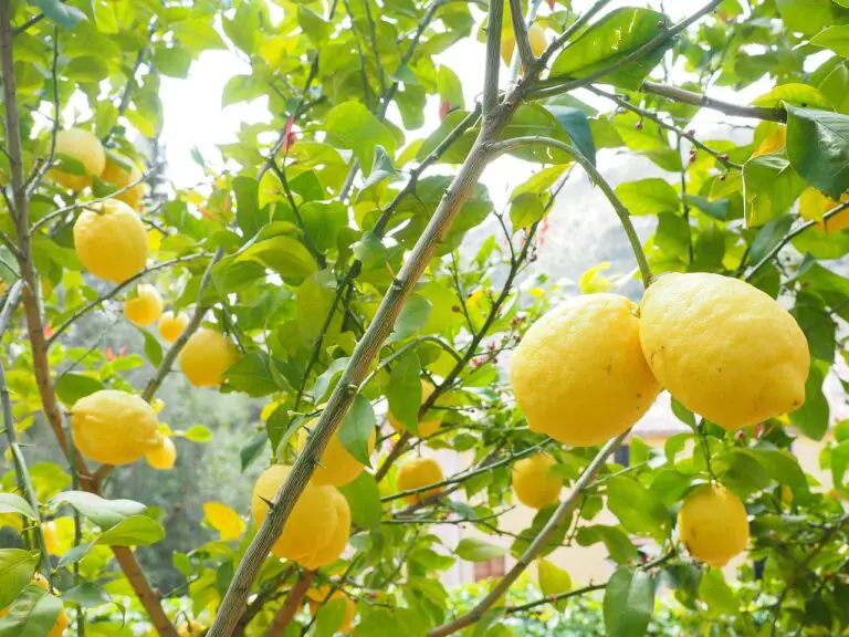 Meyer Lemon Tree Pruning Guide for Seasonal Care