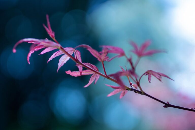 Japanese Maple Tree Pruning for Stunning Red Foliage