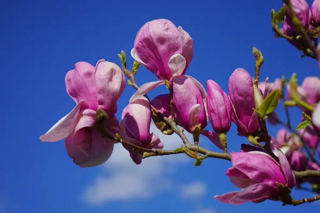 Magnolia Tree Pruning for Better Flowering Cycles
