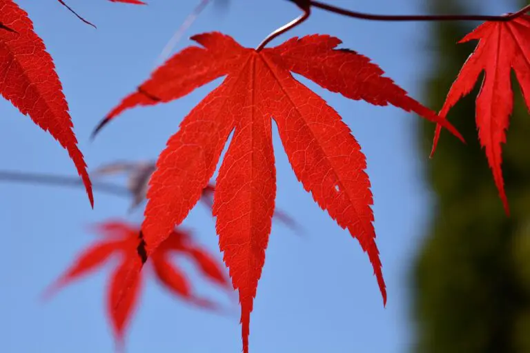 Red Maple Tree Pruning Tips for Vibrant Canopies