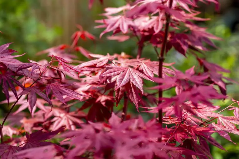 Acer Tree Pruning Guide for Vibrant Tree Growth