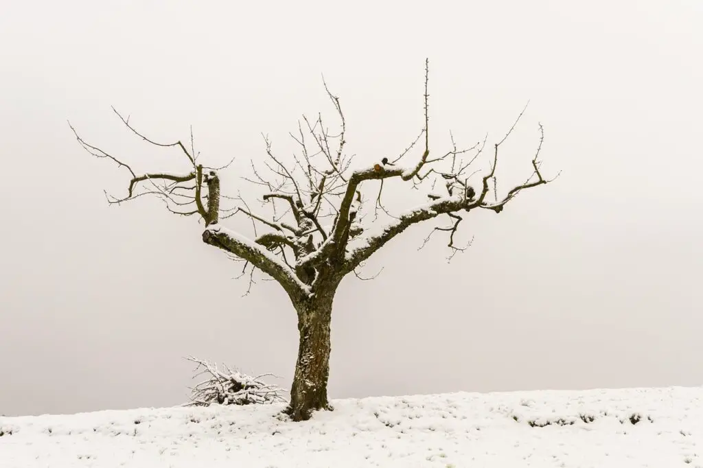 Acer Tree Pruning Guide for Vibrant Tree Growth