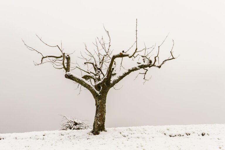 Acer Tree Pruning Guide for Vibrant Tree Growth