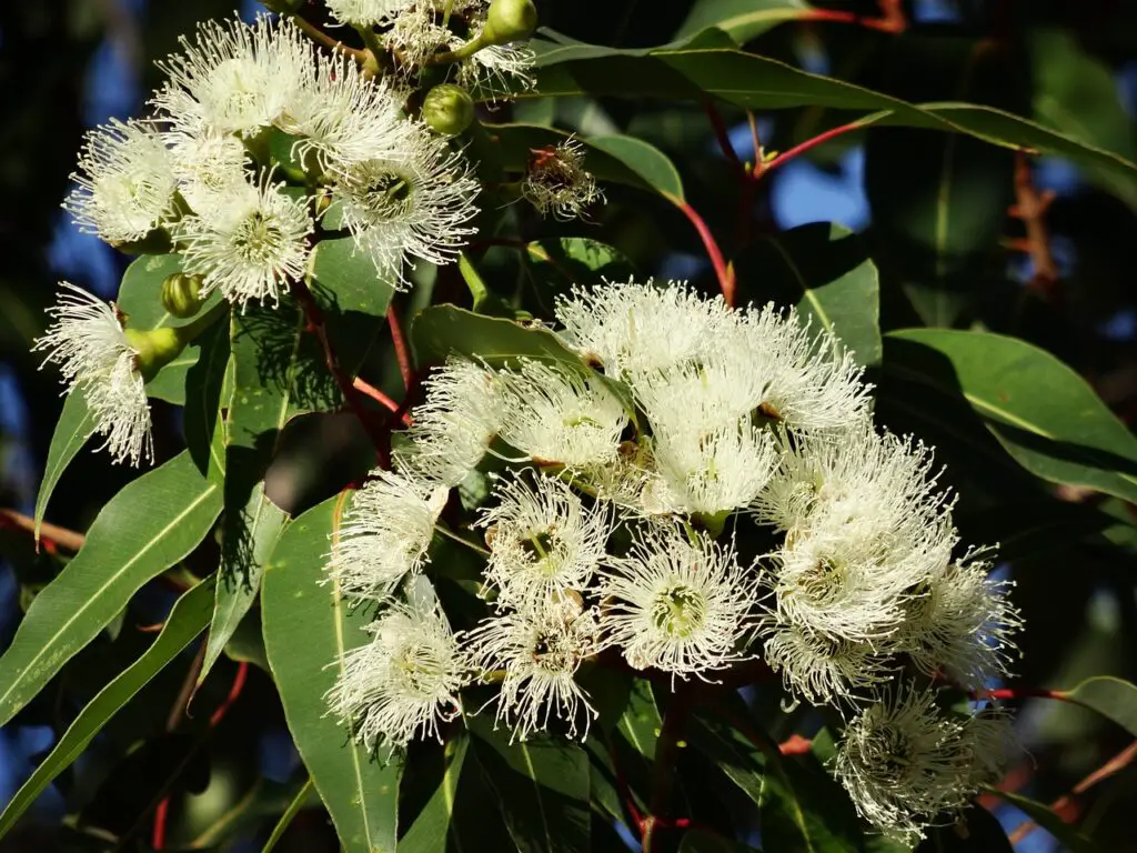 Eucalyptus Tree Pruning for Faster and Safer Growth