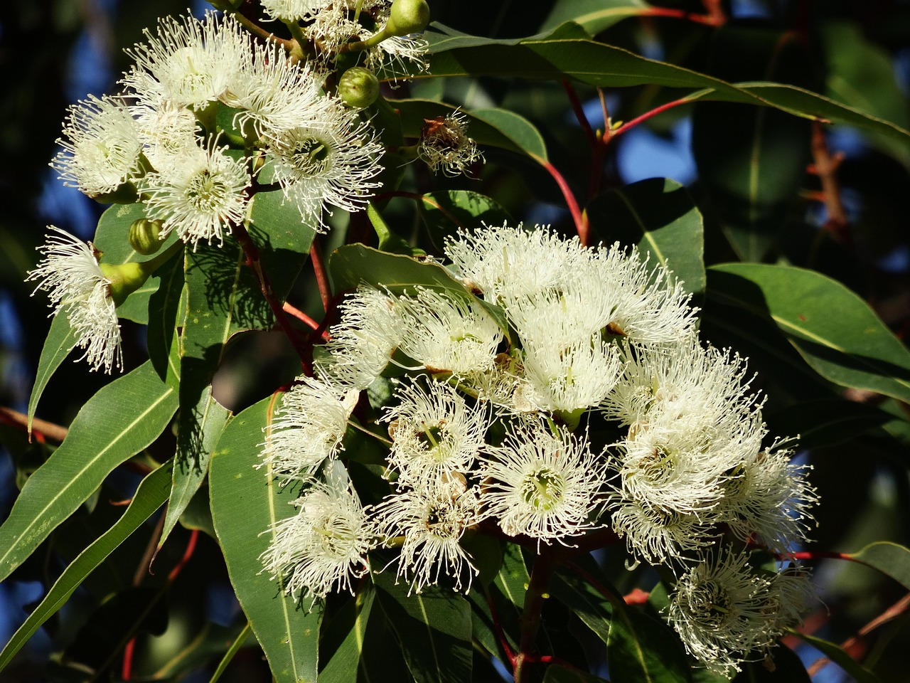 Eucalyptus Tree Pruning for Faster and Safer Growth