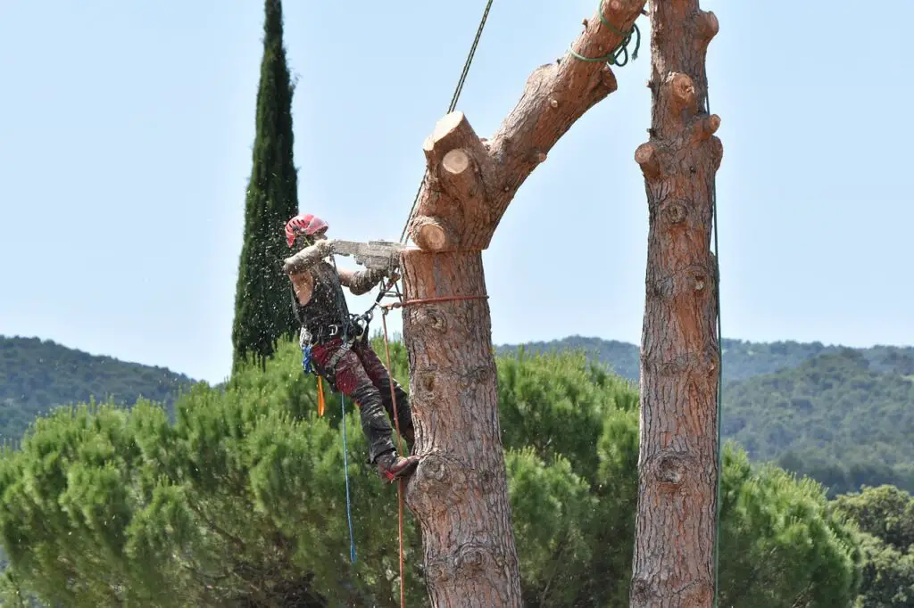 10 Essential Steps to Master the Three-Cut Tree Pruning Method for ...