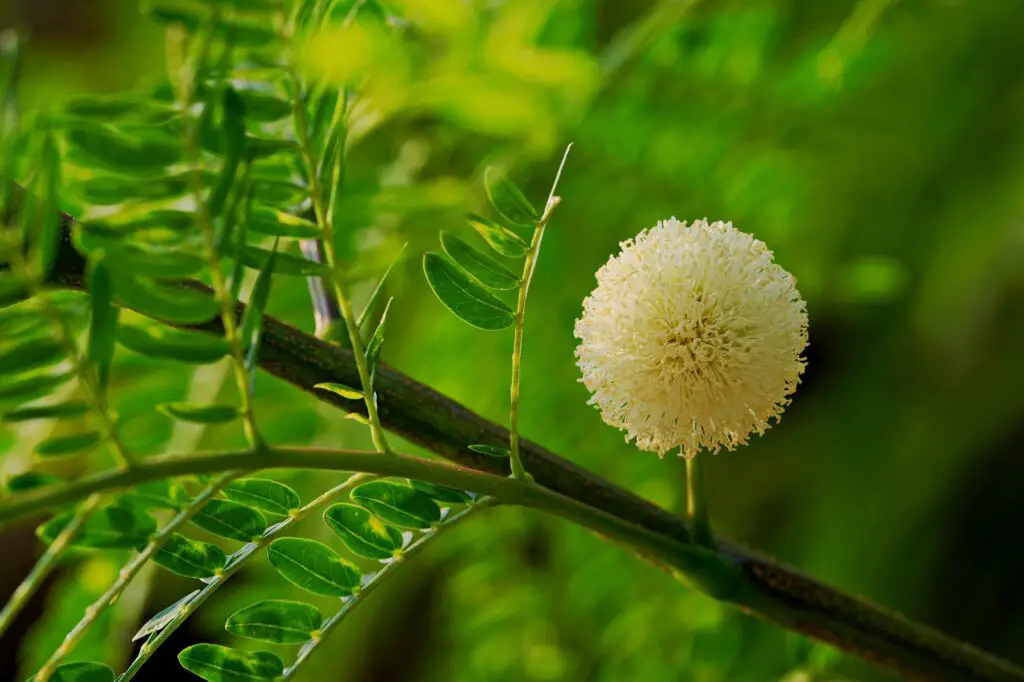 Tamarind Tree Pruning Guide for Tropical Climate Regions