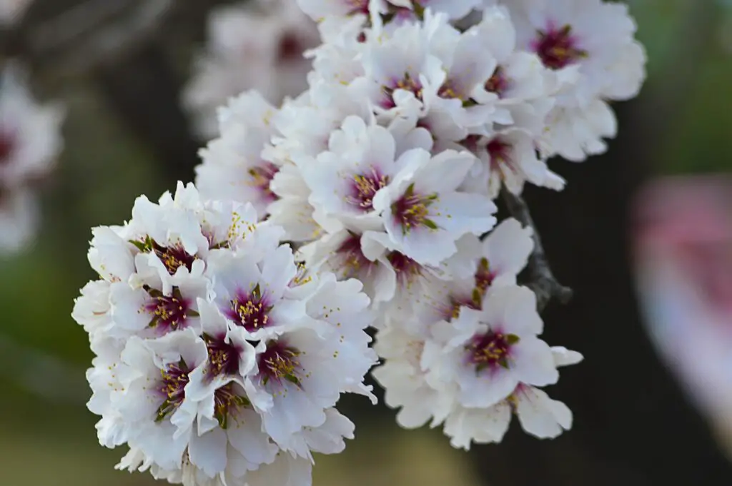 Flowering Almond Trees for Maximum Seasonal Blooms