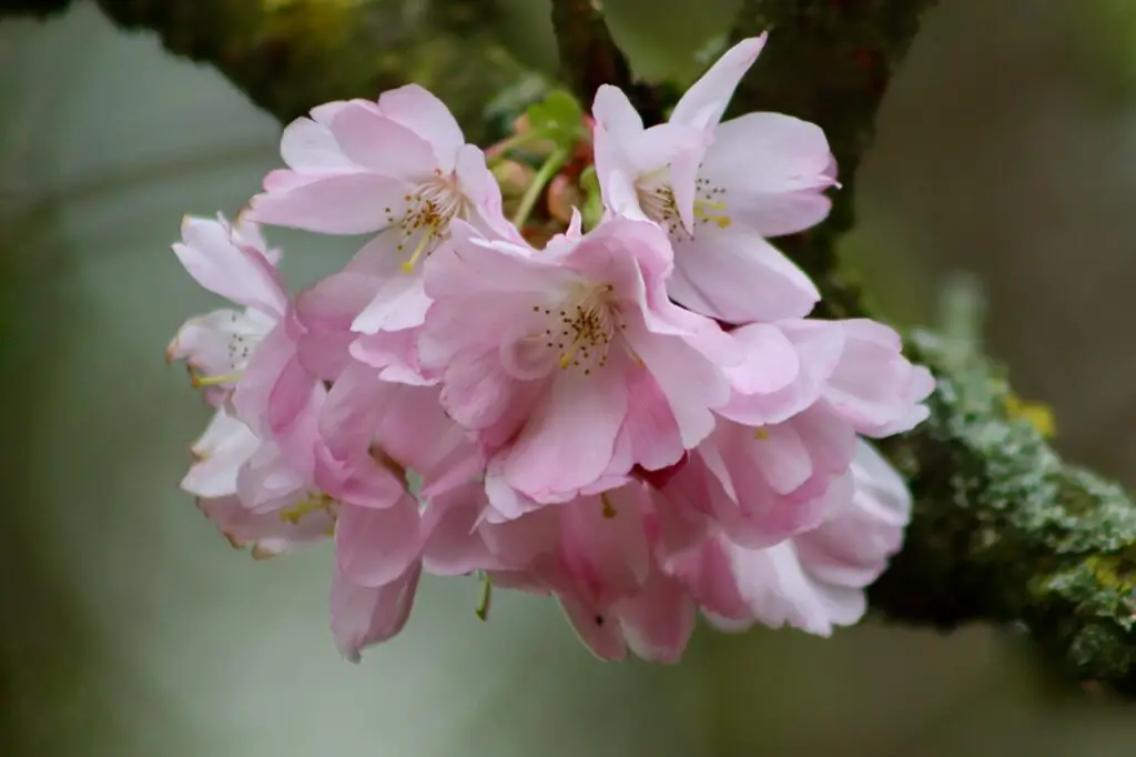 Top 10 Essential Tips for Pruning and Maintaining Cherry Blossom Trees ...