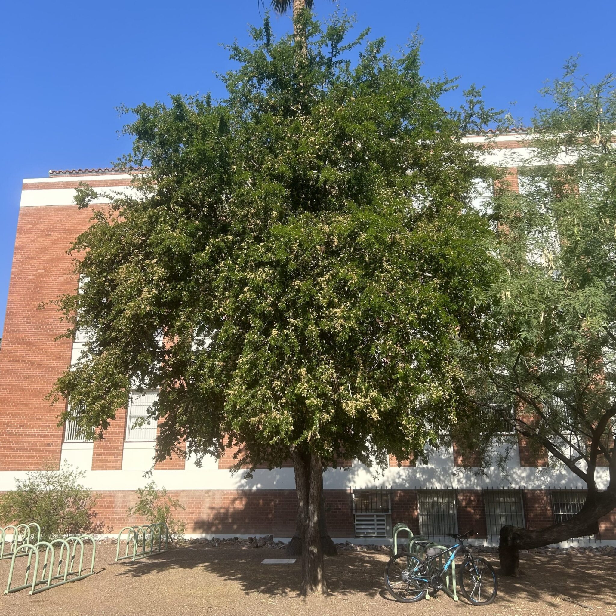 Ebony Tree Growth Rate and Wood Value Trends